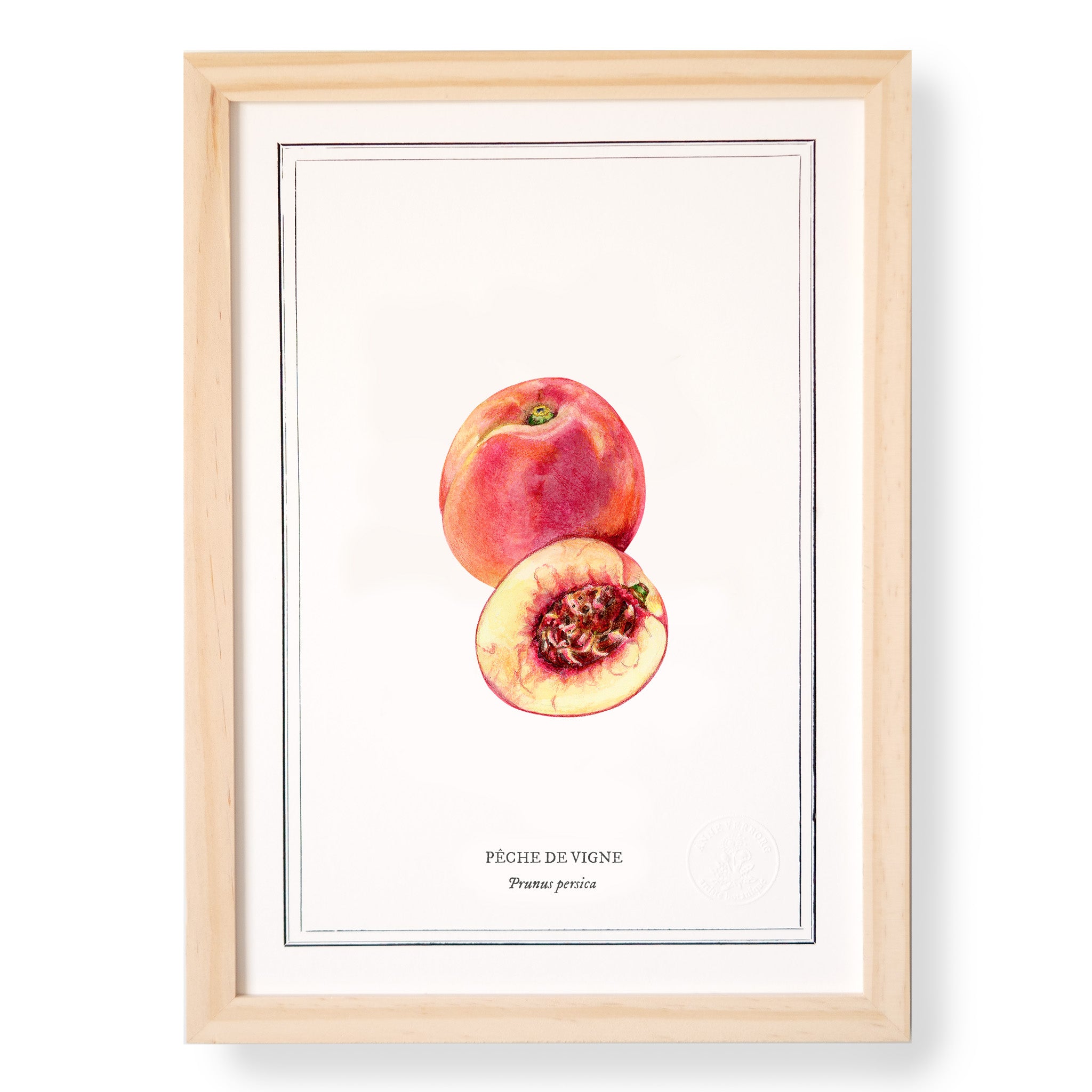 Planche botanique Pêche – ANNE VERBORG